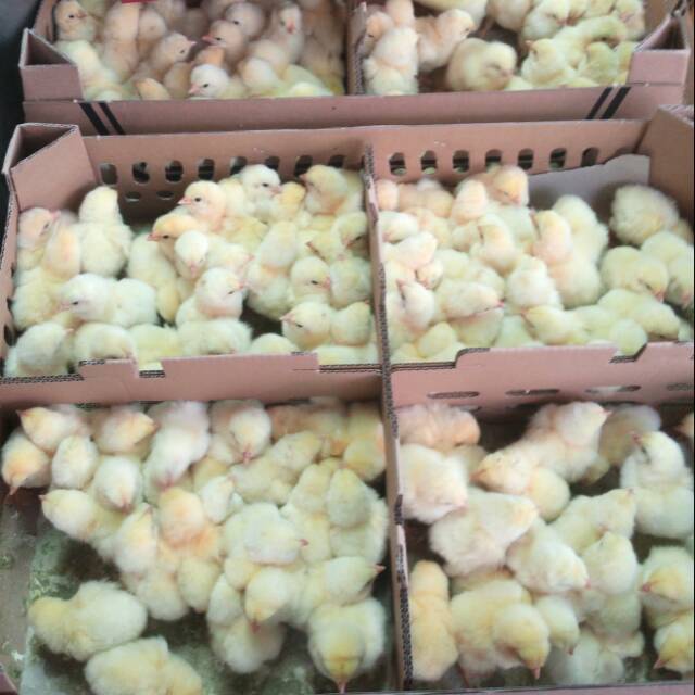 Jual Bibit ayam broiler - doc broiler - anak ayam broiler | Shopee ...
