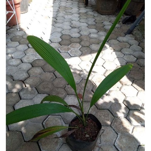 Jual tanaman marasi (latifolia) | Shopee Indonesia