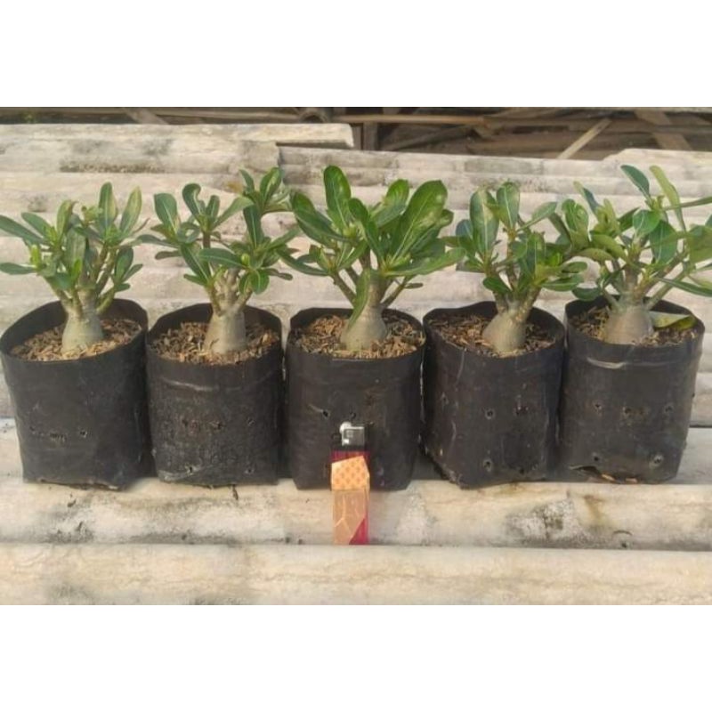 Jual adenium obesum percabangan super bunga single warna pink 15k pcs ...