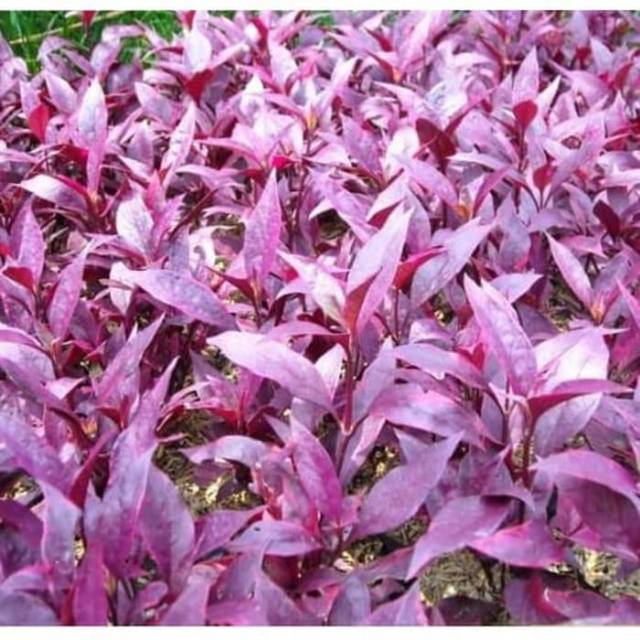 Jual Tanaman hias erpah merah | Shopee Indonesia