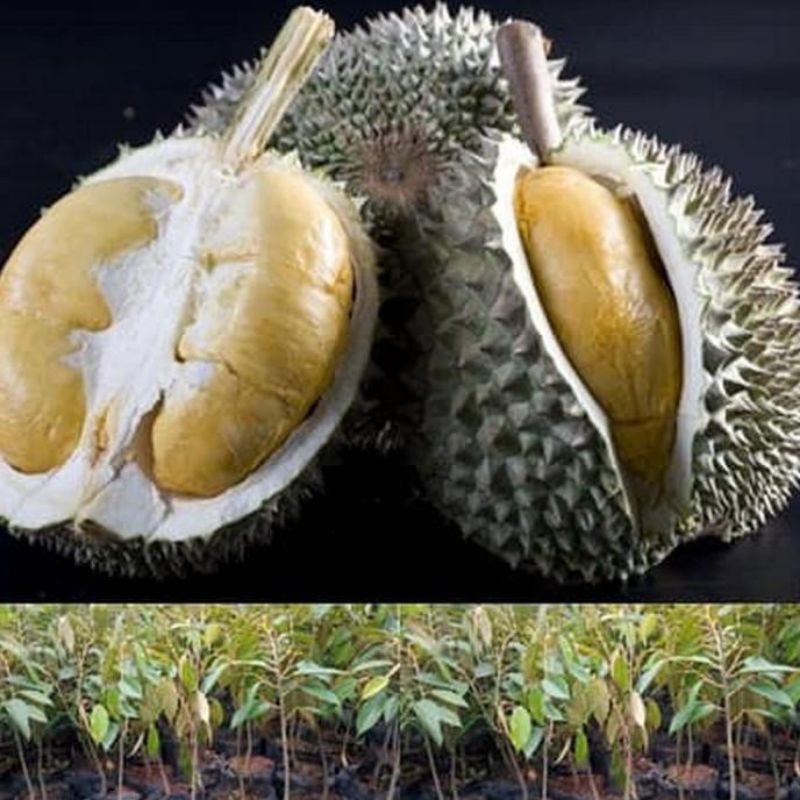 Jual bibit durian Oche.Duri hitam 1 meter Bayar Ditempat (COD) | Shopee Indonesia