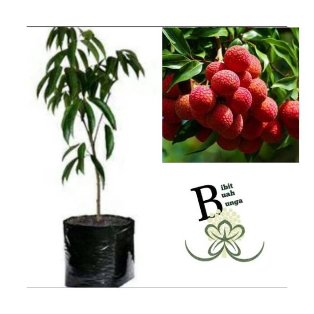 Jual Tanaman Bibit Buah Leci Merah/ Leci Kom (DWARF LUCHEE) | Shopee ...