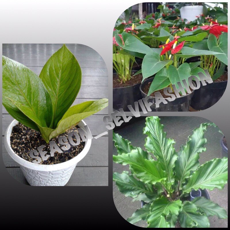 Jual PROMO!!! PAKET 3 JENIS TANAMAN HIAS /ANTHURIUM/COBRA JENMANI ...