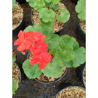 Jual GERANIUM TEGAK BUNGA MERAH / GERANIUM DUDUK MERAH / PELARGONIUM ...
