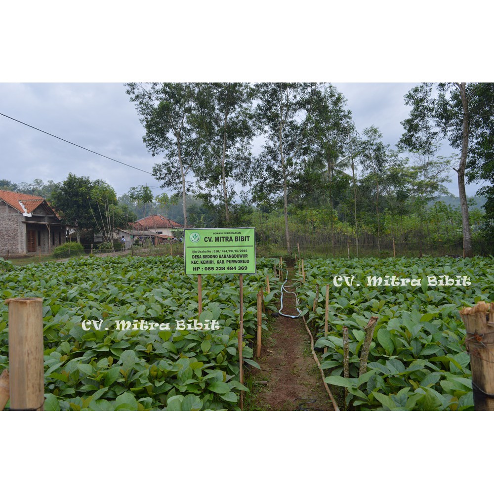 Jual Bibit Jati Plus Perhutani | Bibit Jati Stek Pucuk Unggul Cepat ...