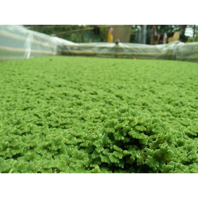Jual AZOLLA MICROPHYLLA 100 GRAM | Shopee Indonesia