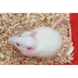 Jual pakan tikus putih Harga Terbaik & Termurah Juni 2024 | Shopee ...