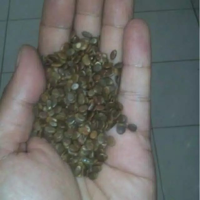 Jual Benih Sengon Merah (Albizia chinensis) 500 gram | Shopee Indonesia