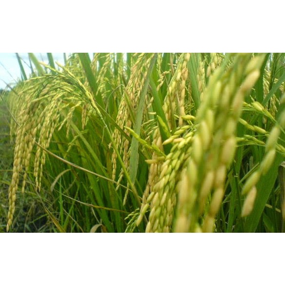 Jual Biji Padi Sunggal 5KG Varietas Unggul | Shopee Indonesia