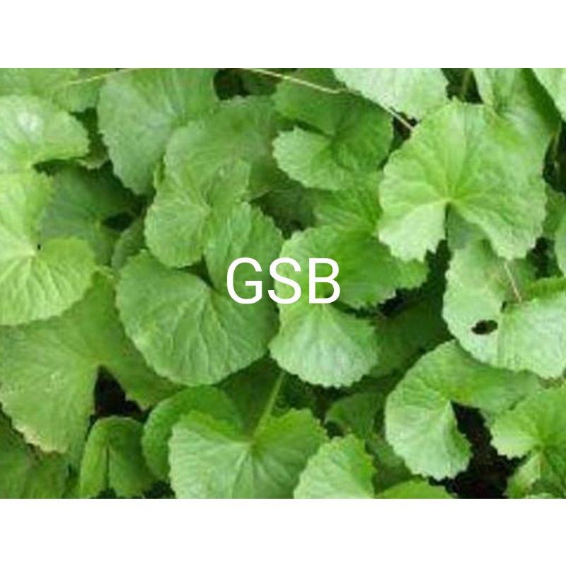 Jual Daun pegagan segar daun tapak kuda 1 kg daun pegagan merah ...