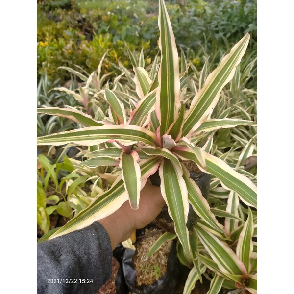 Jual tanaman hias bromelia hijau putih, nanas hias variegata, bromelia ...
