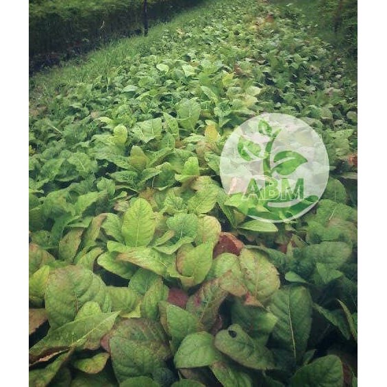 Jual 10 Bibit Pohon Kayu Jati Mas Unggul | Shopee Indonesia