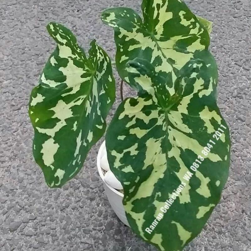 Jual tanaman hias caladium army/tanaman keladi abri | Shopee Indonesia
