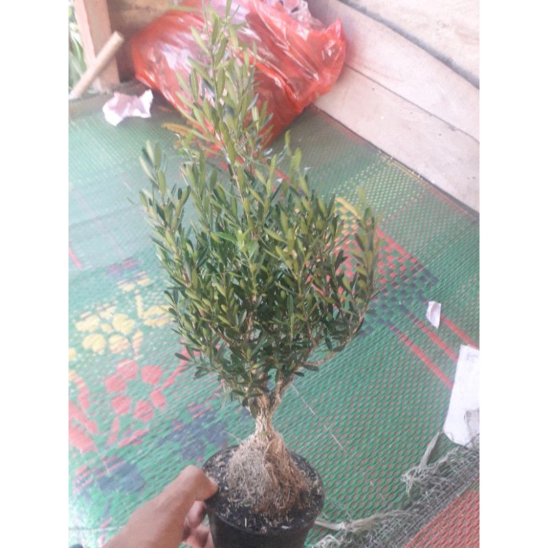 Jual TANAMAN BAHAN BONSAI BOXSUS/BOKSUS | Shopee Indonesia