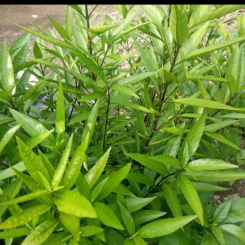 Jual DAUN GANDARUSA SEGAR 500 GRAM | Shopee Indonesia