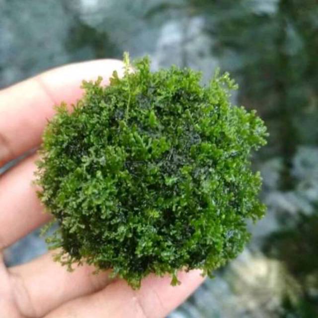 Jual Ricardia media wabikusa tanaman aquascape | Shopee Indonesia