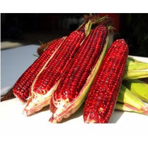 Jual Benih Jagung Merah / Bibit Jagung Ketan Merah | Shopee Indonesia