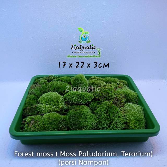 Jual Tanaman Paludarium Moss Forest Moss (Moss Paludarium, terarium ...