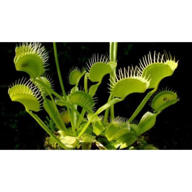 Jual Venus flytrap spider vft spider venus fly trap spider vft dionaea ...