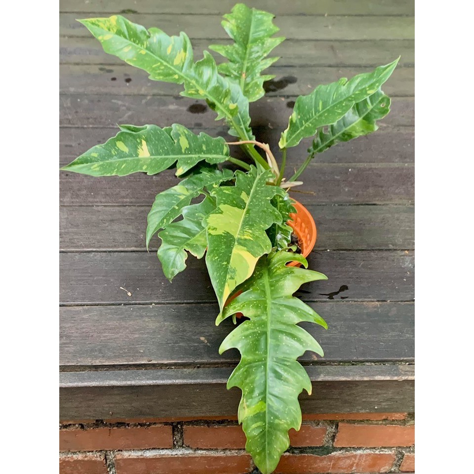 Jual Philodendron Ring of Fire Varigata / Philo ROF | Shopee Indonesia