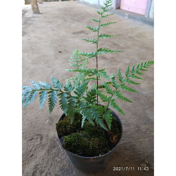 Jual TANAMAN HIAS SUPLIR / SUPLIR / BIBIT SUPLIR | Shopee Indonesia