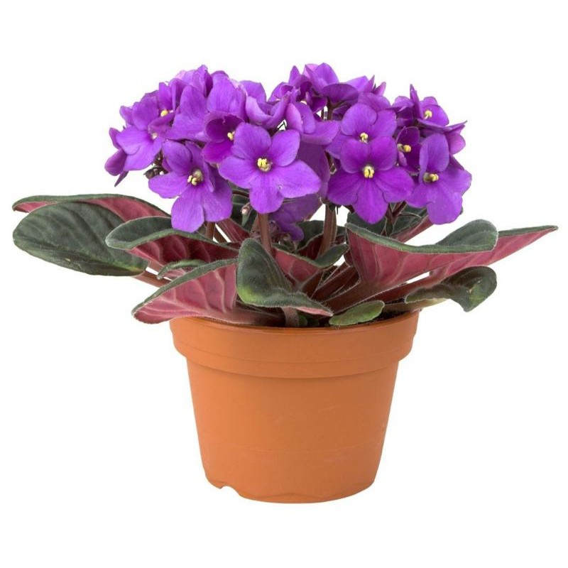 Jual bunga violces /african violet / saintpaulia ionantha bunga ungu ...