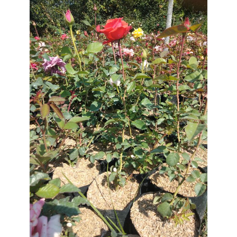 Jual bunga mawar batik merah | Shopee Indonesia