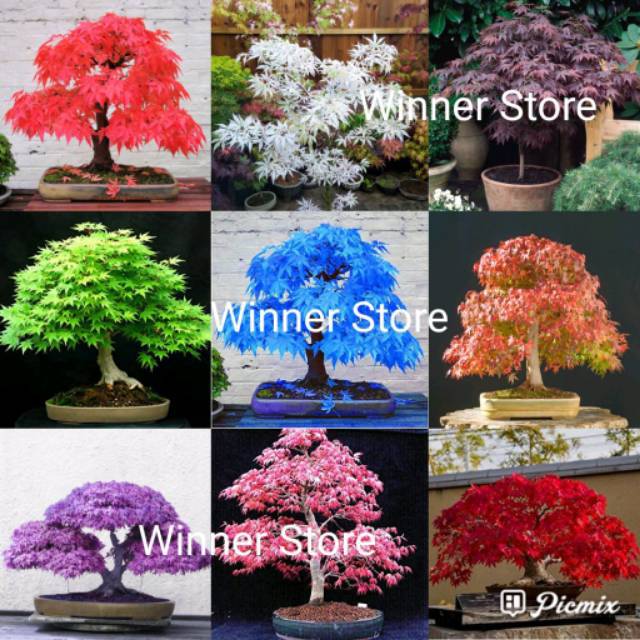 Jual Bibit Benih Maple Mix (1 Butir) | Shopee Indonesia