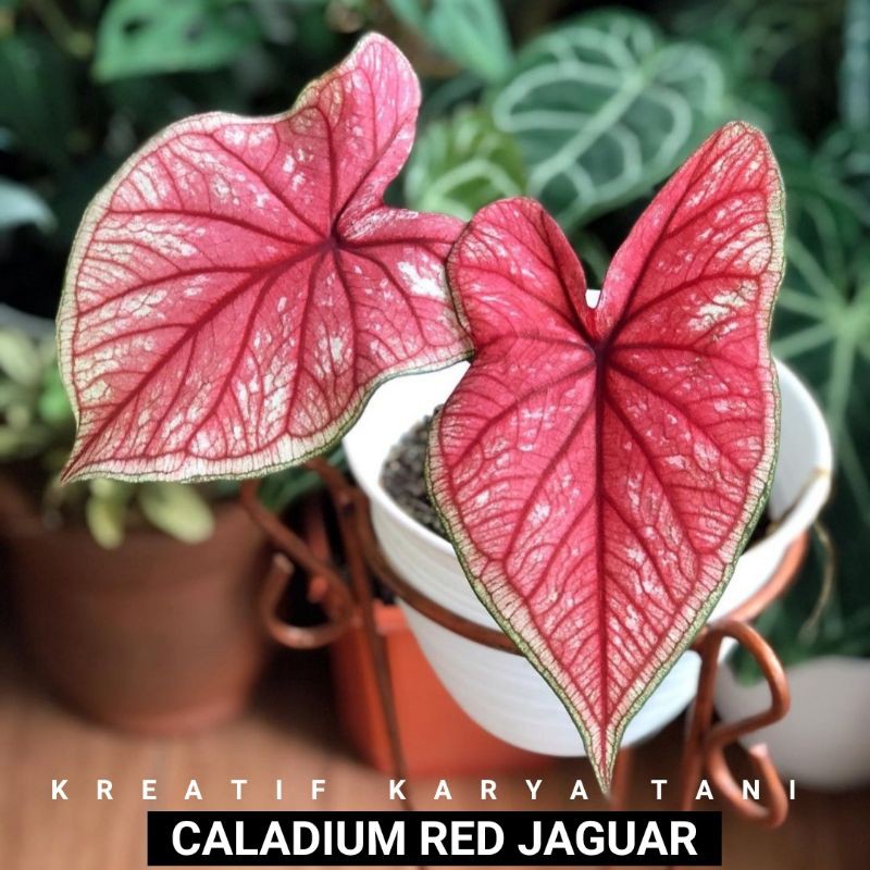 Jual Tanaman Hias Caladium Red Jaguar - Keladi red jaguar | Shopee Indonesia