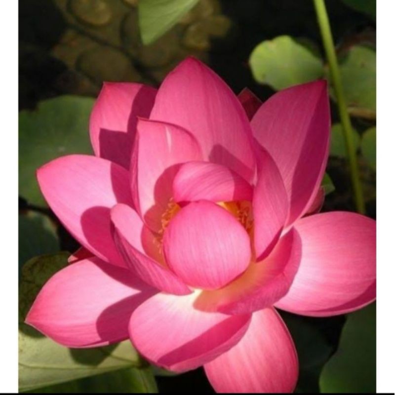 Jual Tanaman bunga lotus pink | Shopee Indonesia