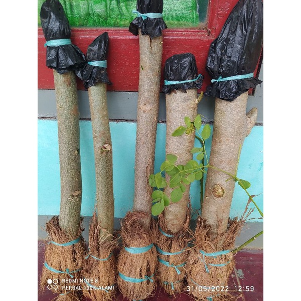 Jual bibit stek kelor per 5 batang | Shopee Indonesia