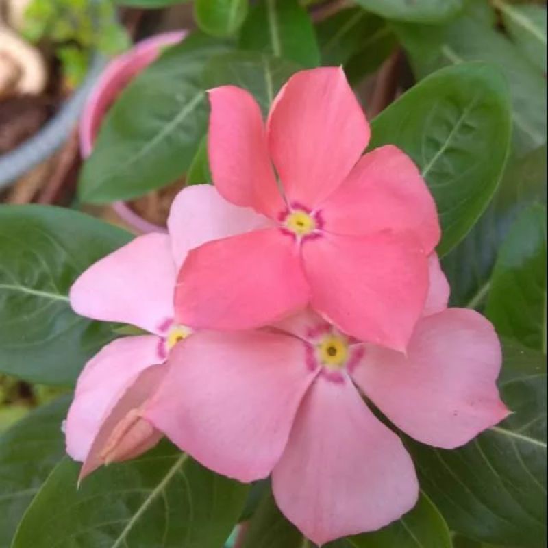 Jual bunga vinca , pohon bunga vinca , bunga vinca hidup , bunga vinca ...