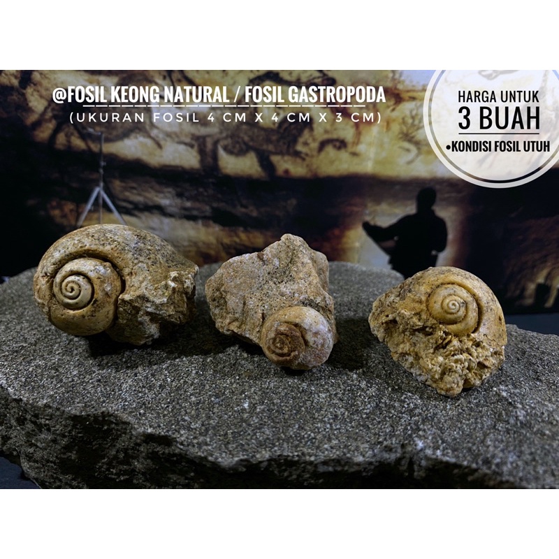 Jual Fosil Keong Natural B56 atau Fosil Kerang Temuan atau Fosil Kol ...