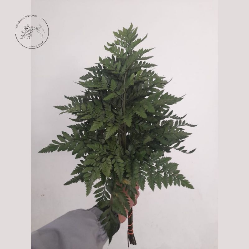 Jual DAUN Pakis LL (Leather Leaf) potong SEGAR MURAH 1 Ikat (25CM-30CM ...