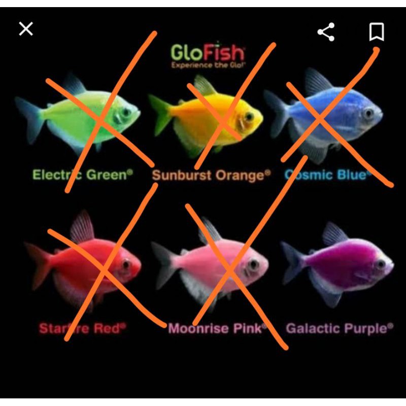 Jual ikan glofish ungu | Shopee Indonesia