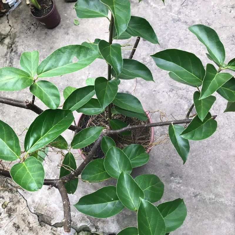 Jual Stek batang tanaman cincau perdu/grass jelly (Premna oblongifolia ...
