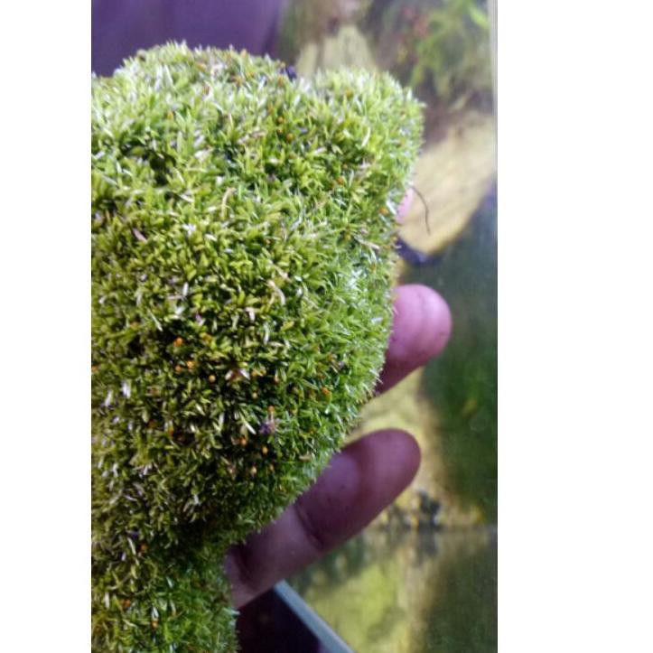 Jual HARGA GROSIR >> moss mutiara, moss paludarium moss terrarium mos ...