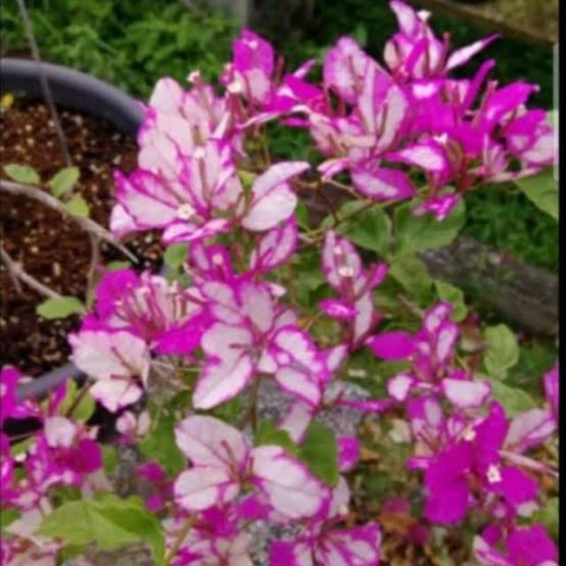 Jual Bougenvile Bidadarii Id Import Original Shopee Indonesia