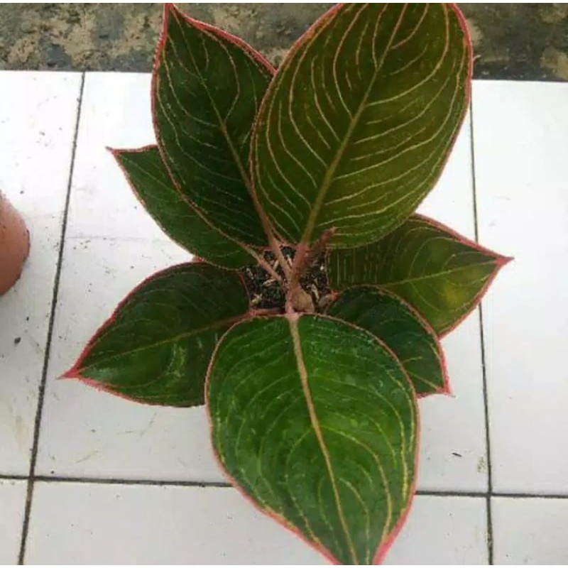 Jual Bibit Tanaman Hias Aglonema Black Lipstick - Aglonema Flamingo ...