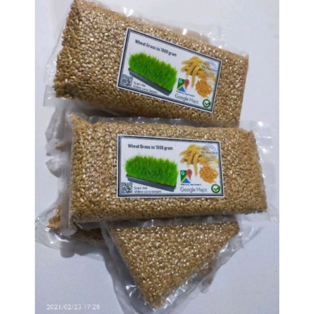 Jual 500gr Bibit rumput kucing rumput gandum wheatgrass | Shopee Indonesia