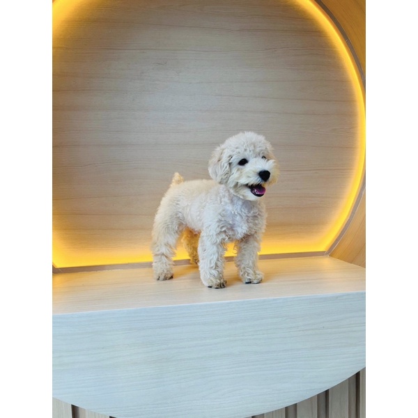 Jual Light Apricot Tiny Toy Poodle Puppy | Shopee Indonesia
