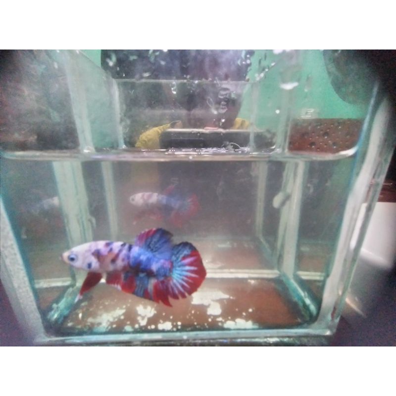 Jual Ikan Cupang male Siap Breed Umur 4bulan++(Multiclor) | Shopee ...