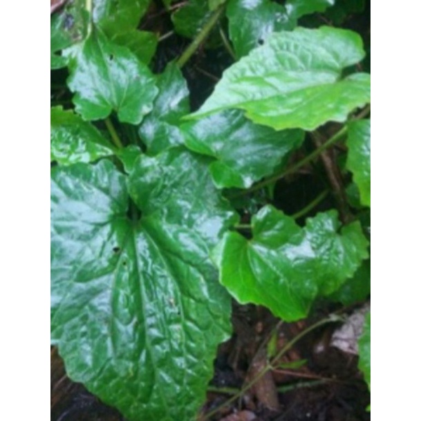 Jual Daun Sembung Rambat Segar 1 Kg | Shopee Indonesia