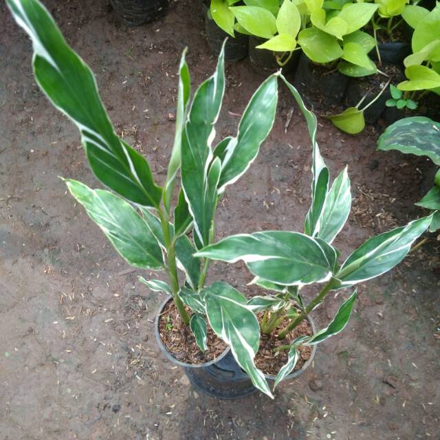 Jual Tanaman Honje Varigata / Pohon Honje Varigata / Tanaman Hidup ...