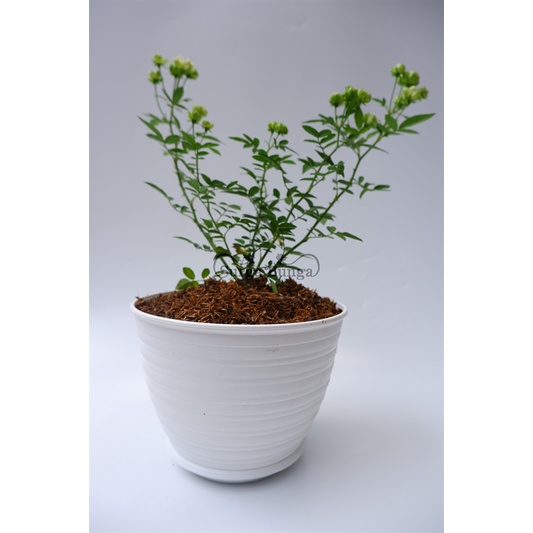 Jual Mawar Import Eclair Hijau (rosa multiflora)Wangi Merambat Kondisi ...