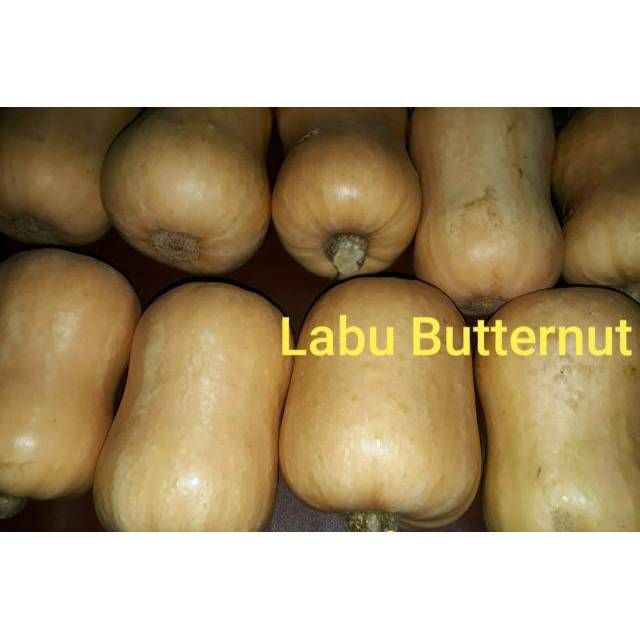 Jual Labu Butternut 1kg | Shopee Indonesia