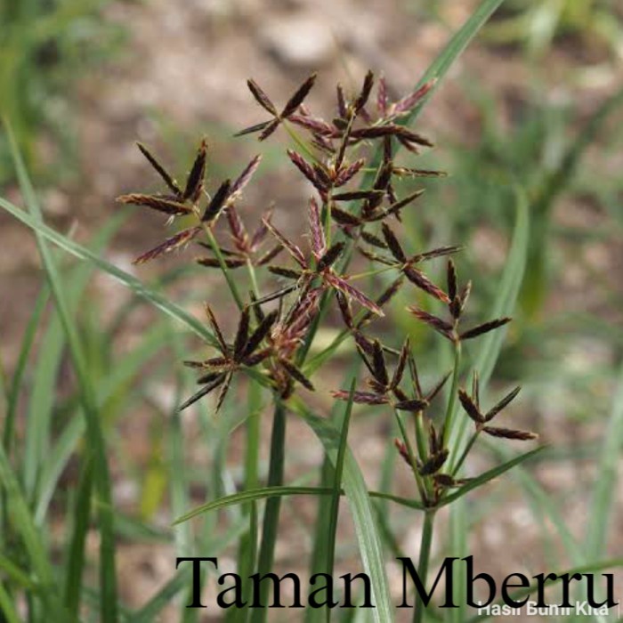 Jual Tanaman Rumput Teki Cyperus rotundus Tanaman Herbal Dianggap Gulma ...