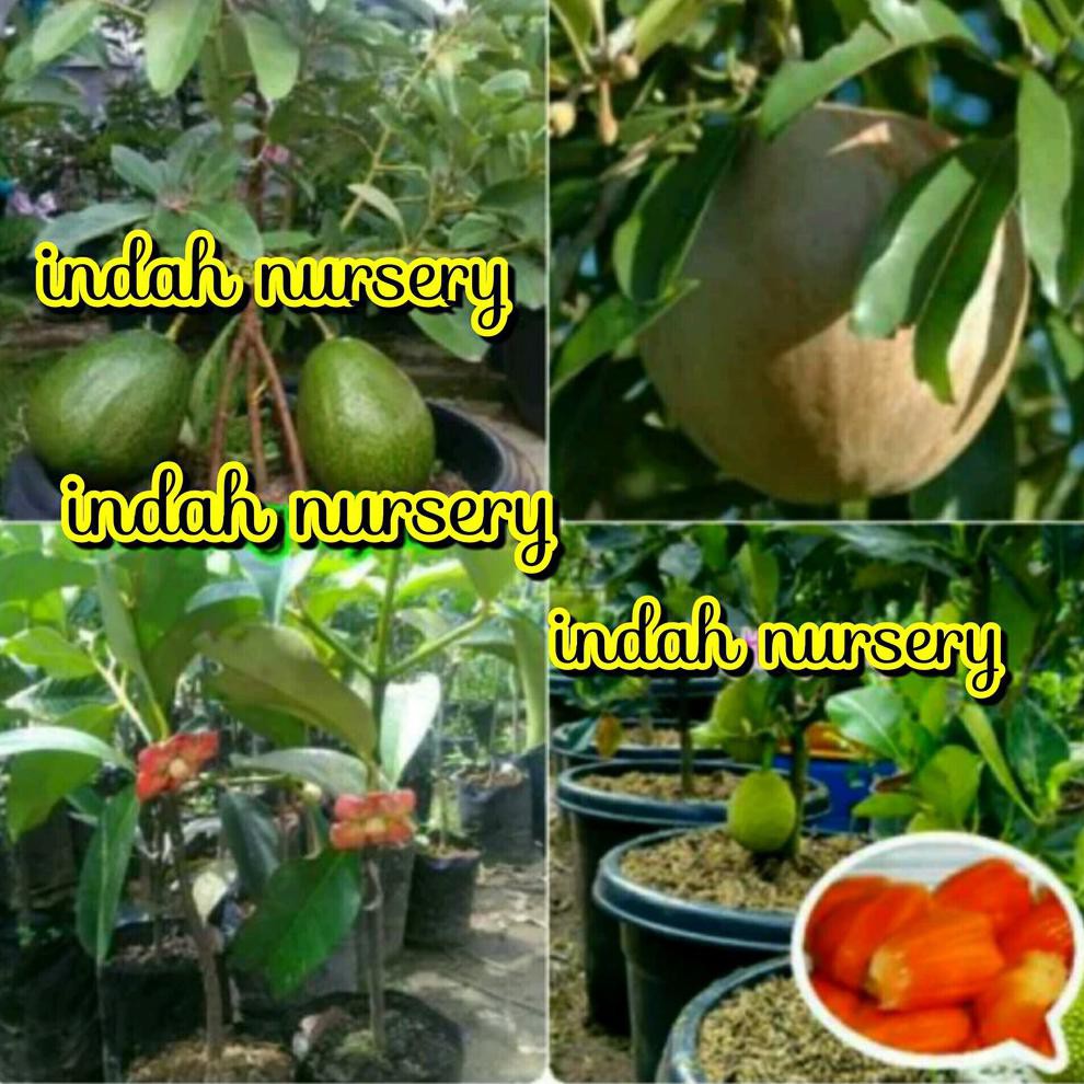 Jual #_# PAKET BIBIT BUAH 4 JENIS ALPUKAT JUMBO-SAWO JUMBO-NANGKA MERAH ...