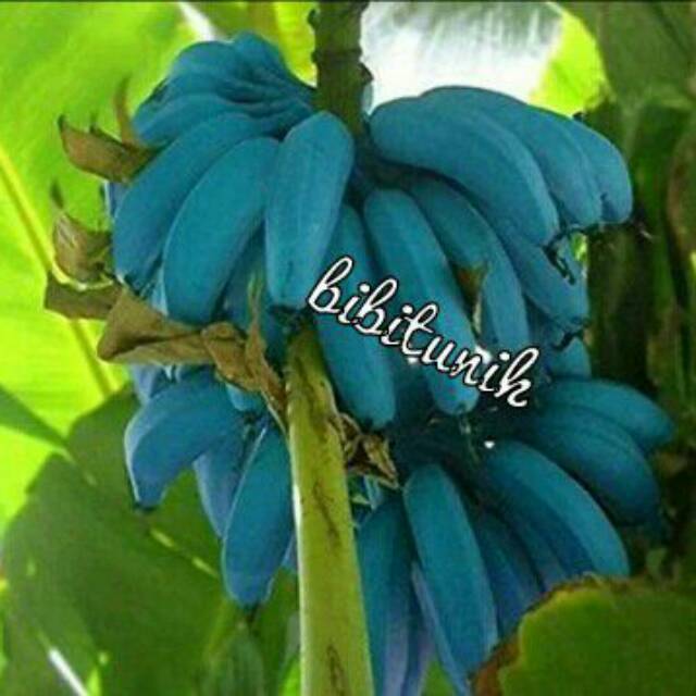 Jual Blue BANANA (pisang biru) | Shopee Indonesia