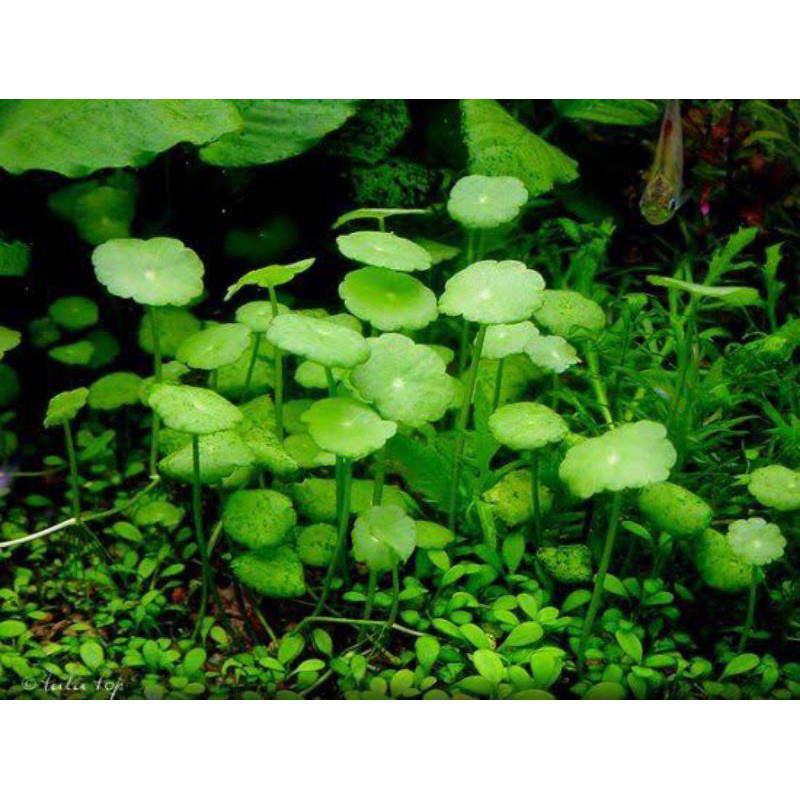 Jual hydrocotile verticilata full air antanan tanaman aquascape ...